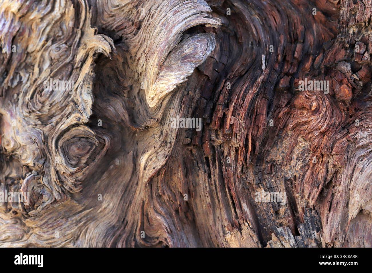 The tree trunk unique texture and shape Stock Photo - Alamy