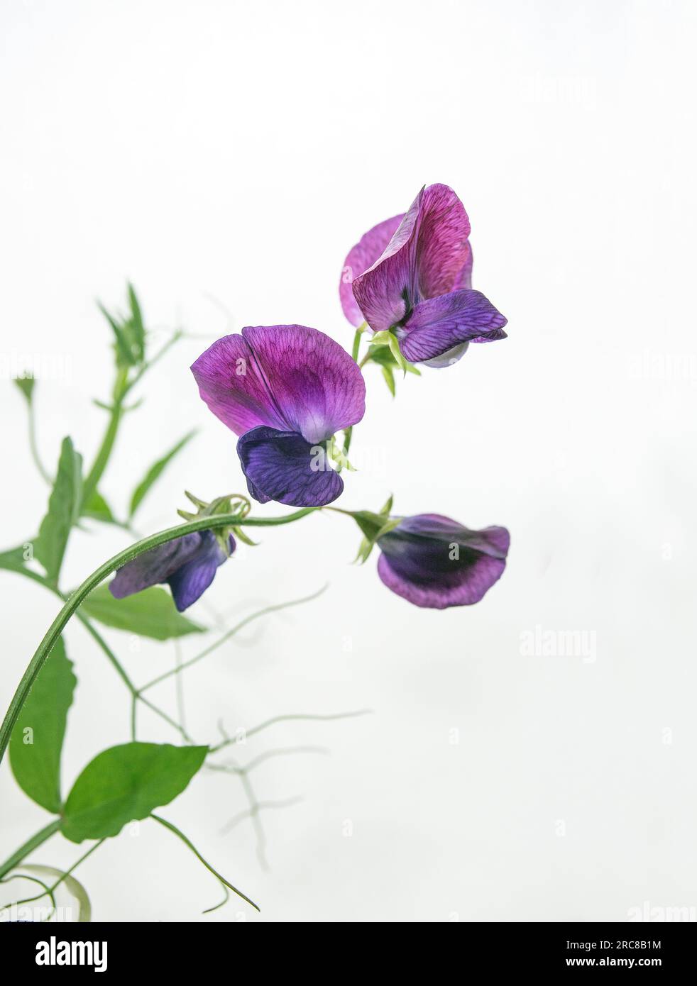 Spring pea (Lathyrus vernus) (studio) white background. photo: Bo ...