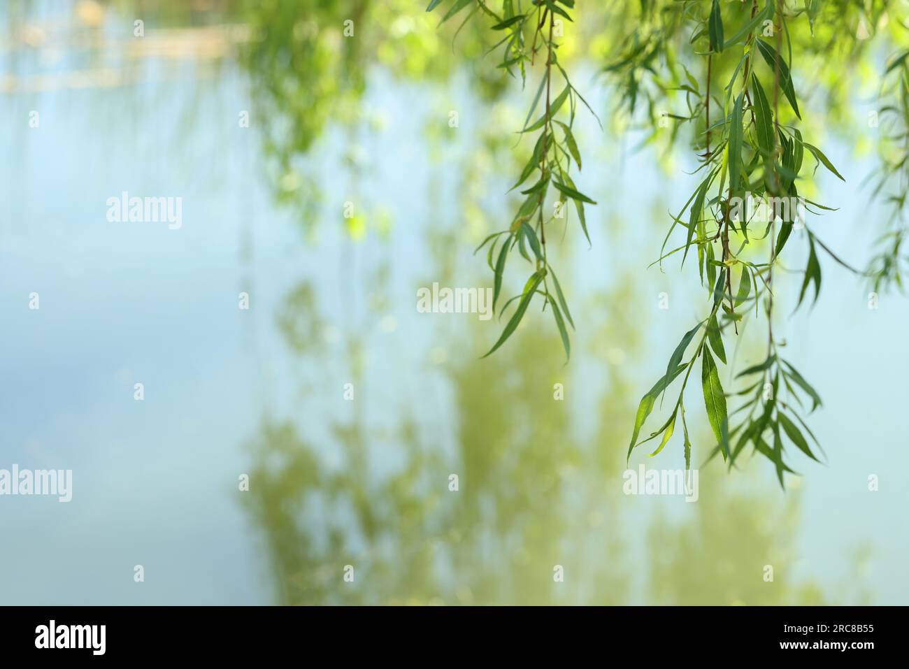 Beautiful willow tree with green leaves growing outdoors on sunny day ...