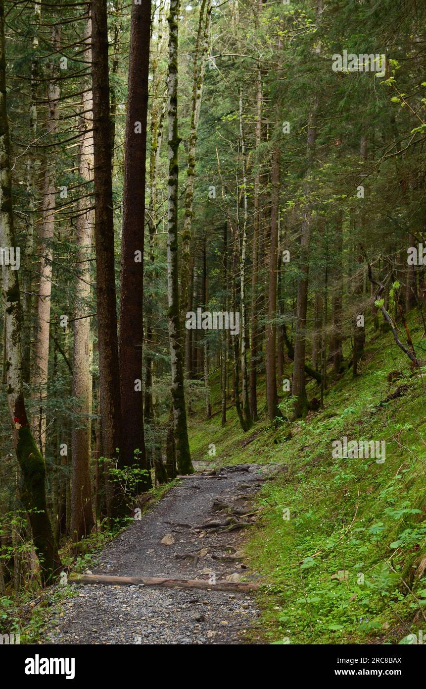 Beautiful view of pathway among green tall trees in forest Stock Photo ...