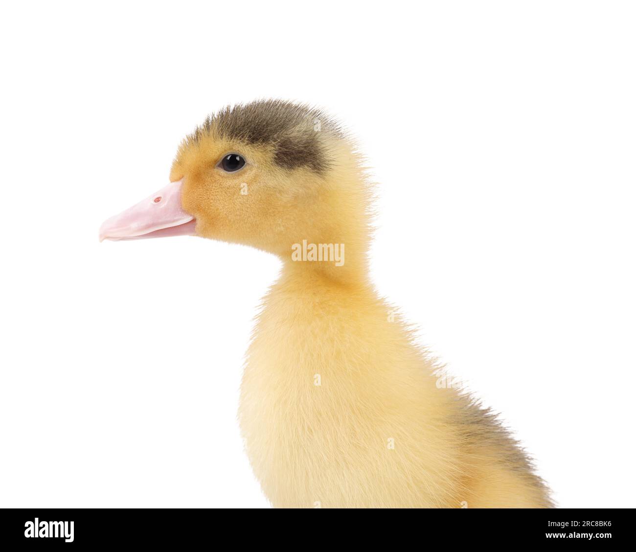 Baby animal. Portrait of cute fluffy duckling on white background Stock ...