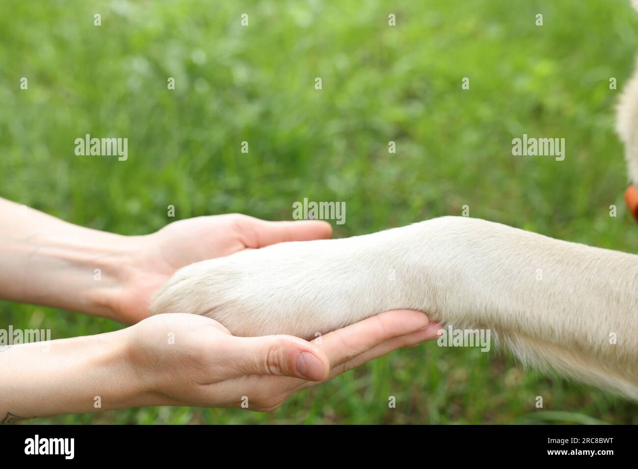 Dog giving paw to woman outdoors, closeup Stock Photo - Alamy