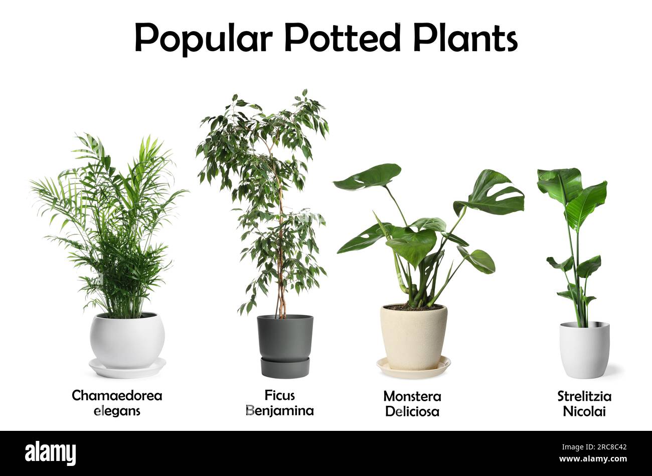 Potted Plant Names And Pictures Indoor House Plants Pictures Names