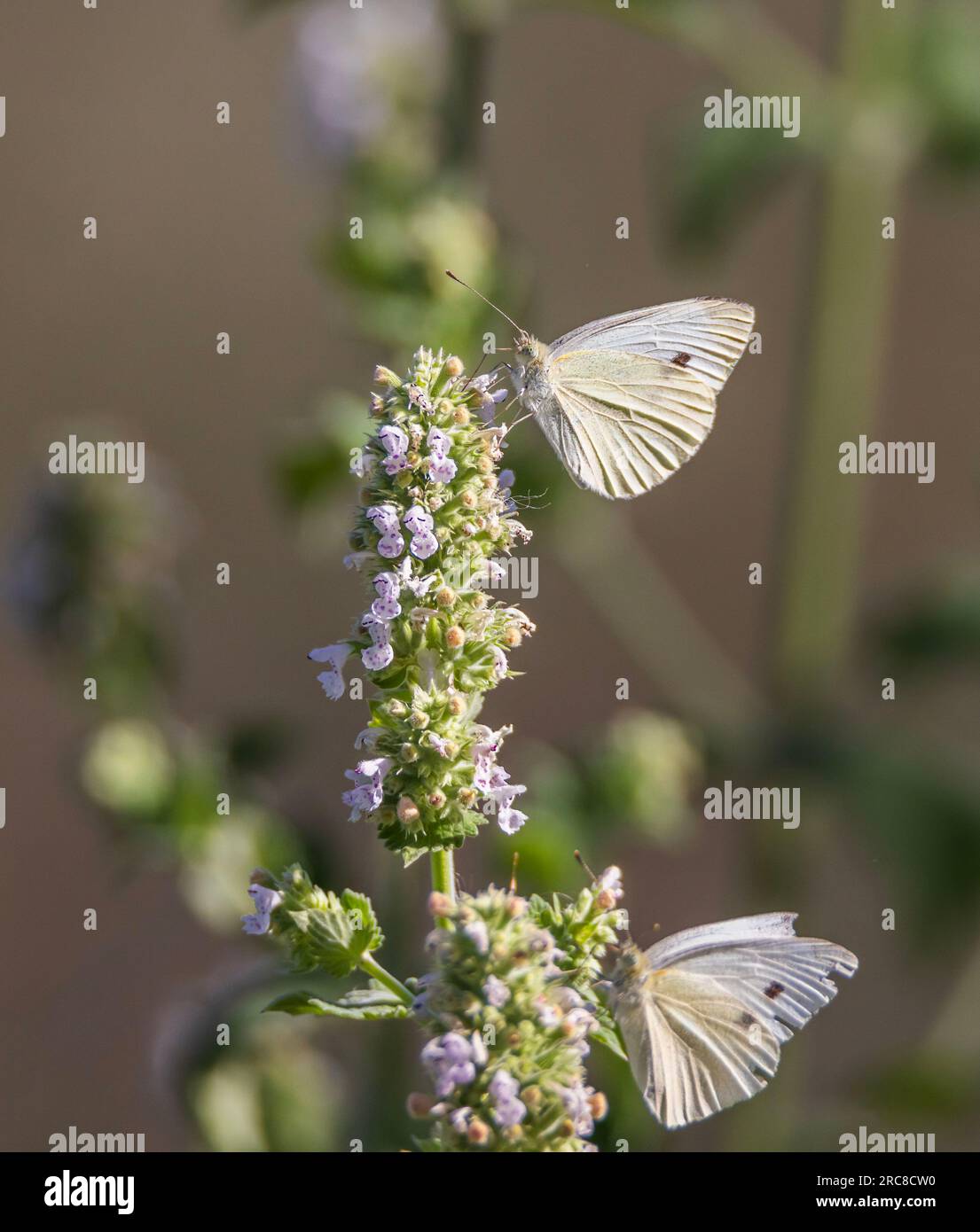 Two Cabbage White Butterflies (Pieris rapae) on a Catnip plant (Nepeta ...
