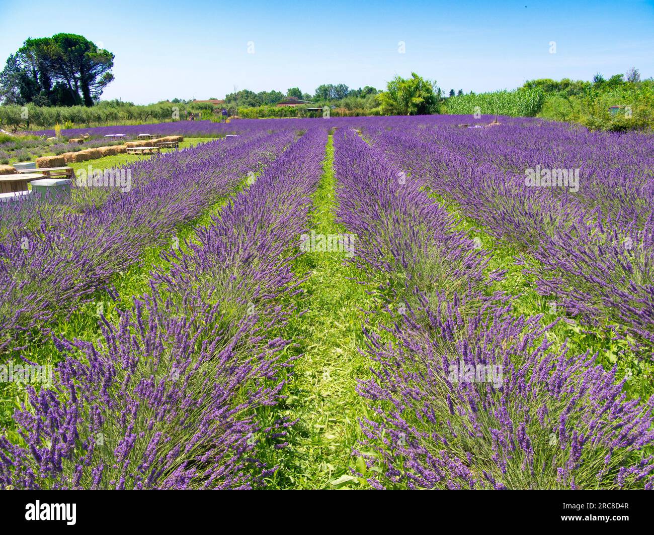 Italy, Tuscany, Lucca, Massarosa village. Lavender field Stock Photo ...