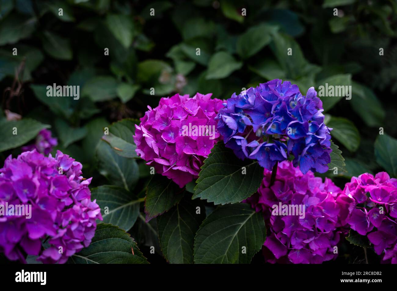 Pink and Purple Hydrangeas, The Lake District, Cumbria, England, UK ...