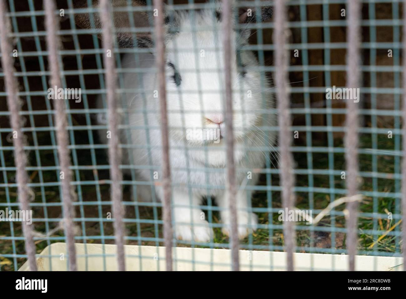 White rabbit in cage behind a metal grid fence Stock Photo - Alamy