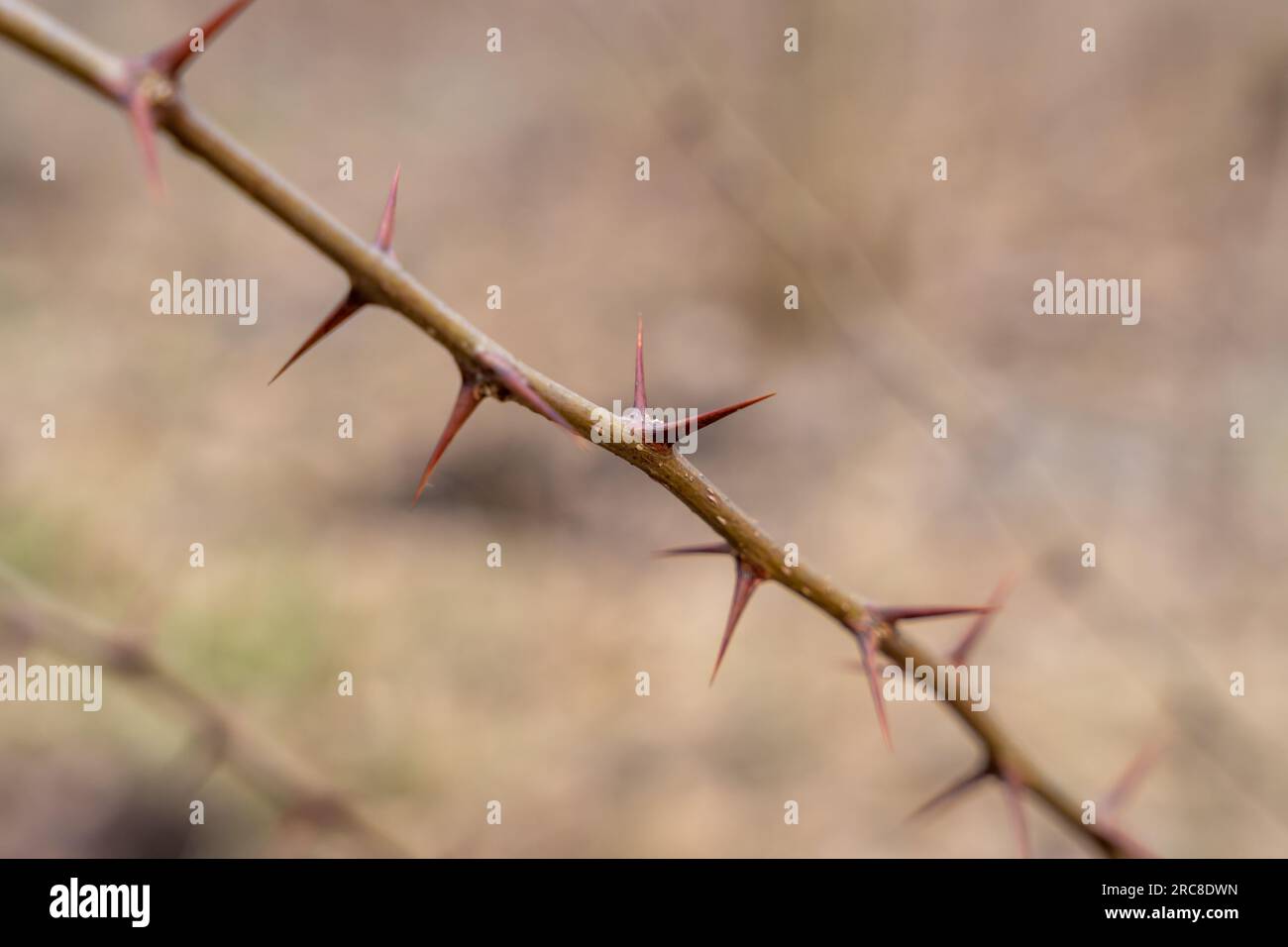 Stem thorns bush twig hi-res stock photography and images - Alamy
