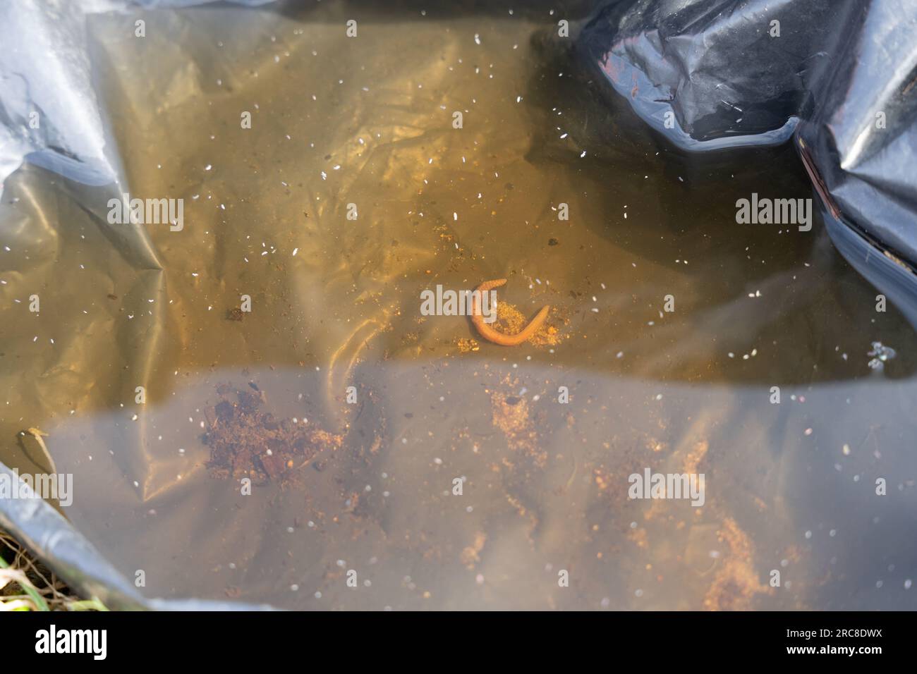 Dead earthworm underwater in garden plastic sheet Stock Photo - Alamy