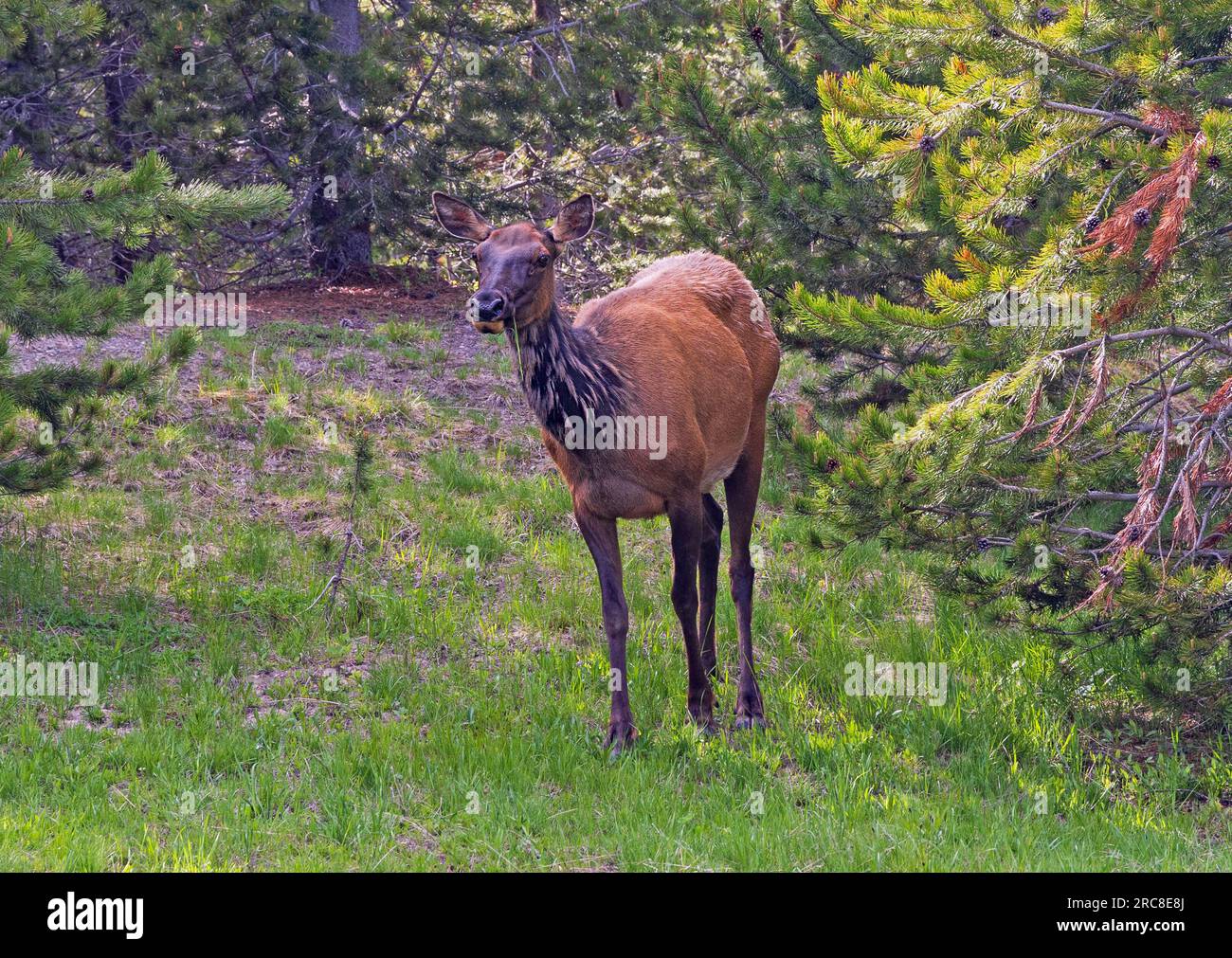 A cow Elk (Cervus canadensis) grazes in the West Thumb Geyser Basin ...