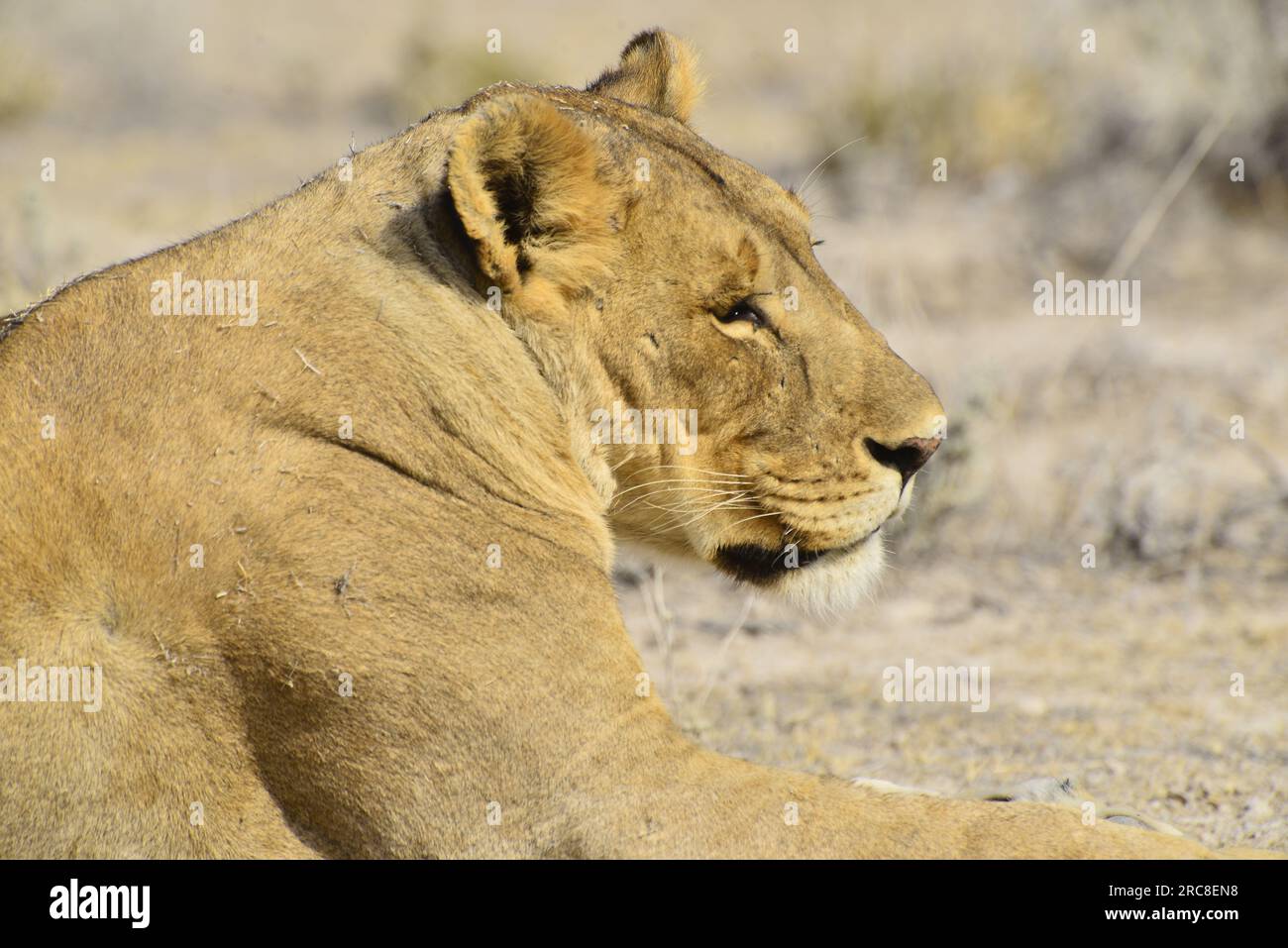 Lioness africa wildlife namibia hi-res stock photography and images - Alamy