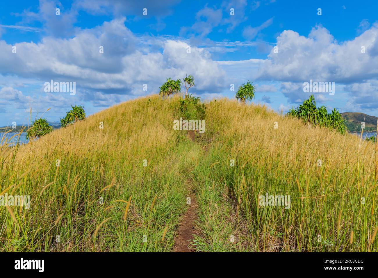 The top of Nacula island vegetation, Yasawa Islands, Fiji, South ...