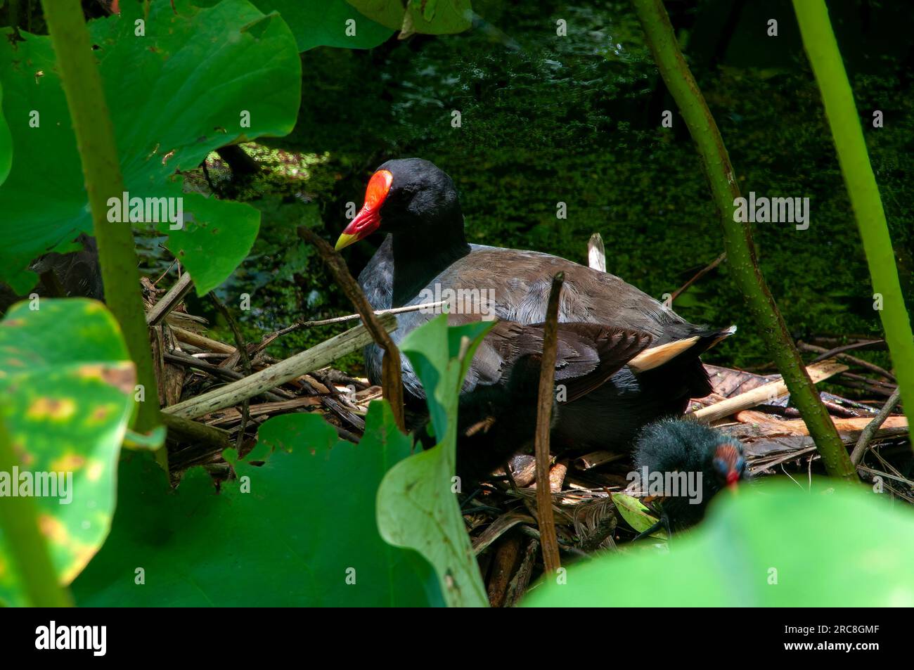 Sydney Australia, Dusky moorhen sitting on nest among water lilies ...