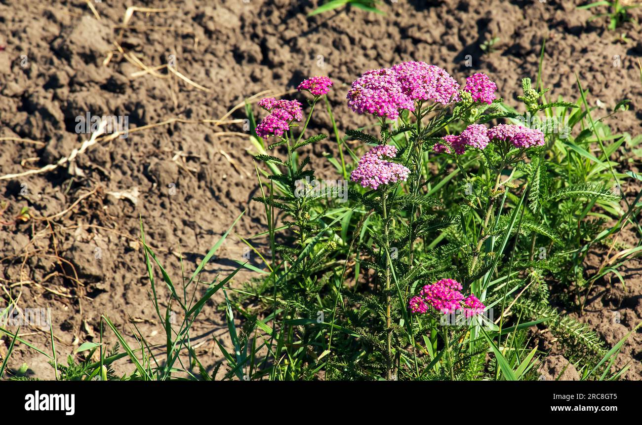 Pink blooming yarrow flowers in the forest. Achillea millefolium Cerise ...