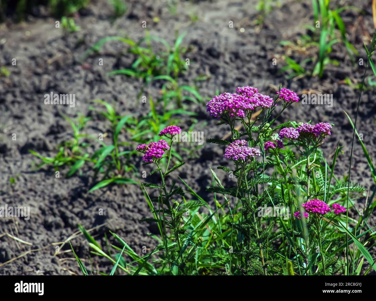 Pink blooming yarrow flowers in the forest. Achillea millefolium Cerise ...