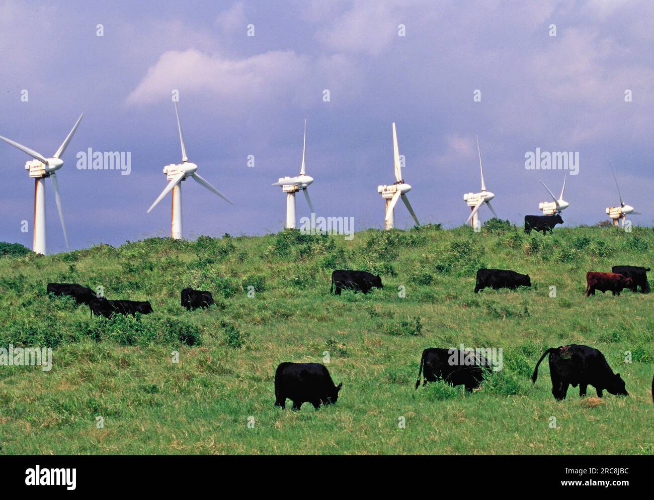 cattle grazing,,Corsica, France Stock Photo - Alamy