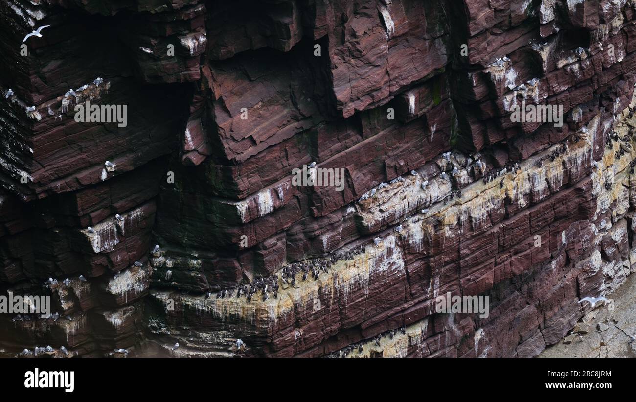 Nesting colony on Handa Island Stock Photo - Alamy