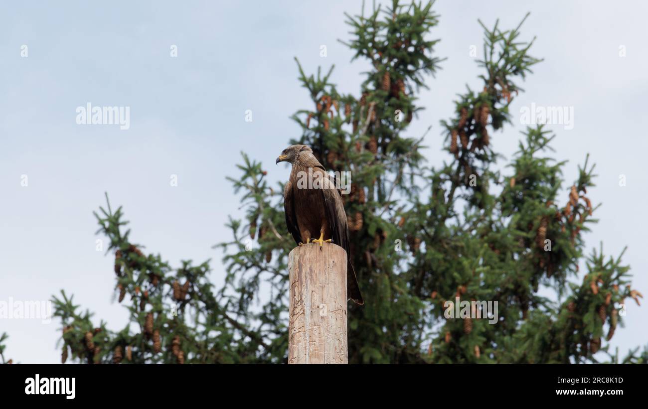Red kite feather hi-res stock photography and images - Alamy