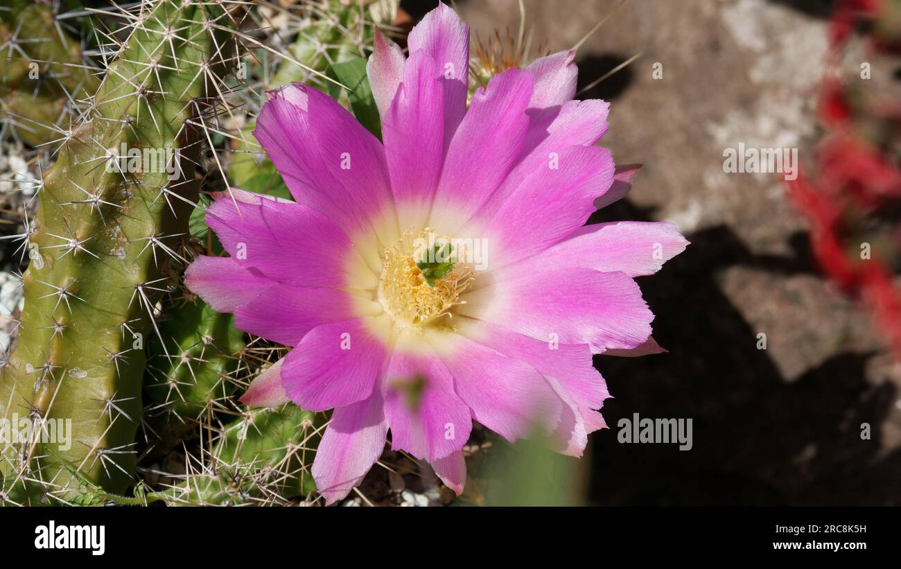 Green cactus in purple hi-res stock photography and images - Alamy