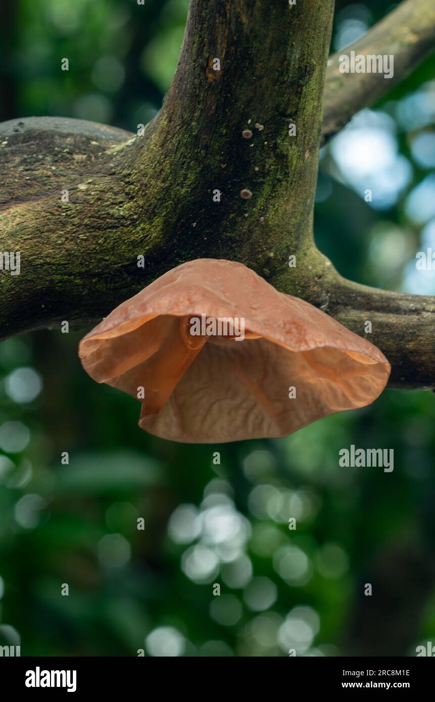 Soft fungi hi-res stock photography and images - Alamy