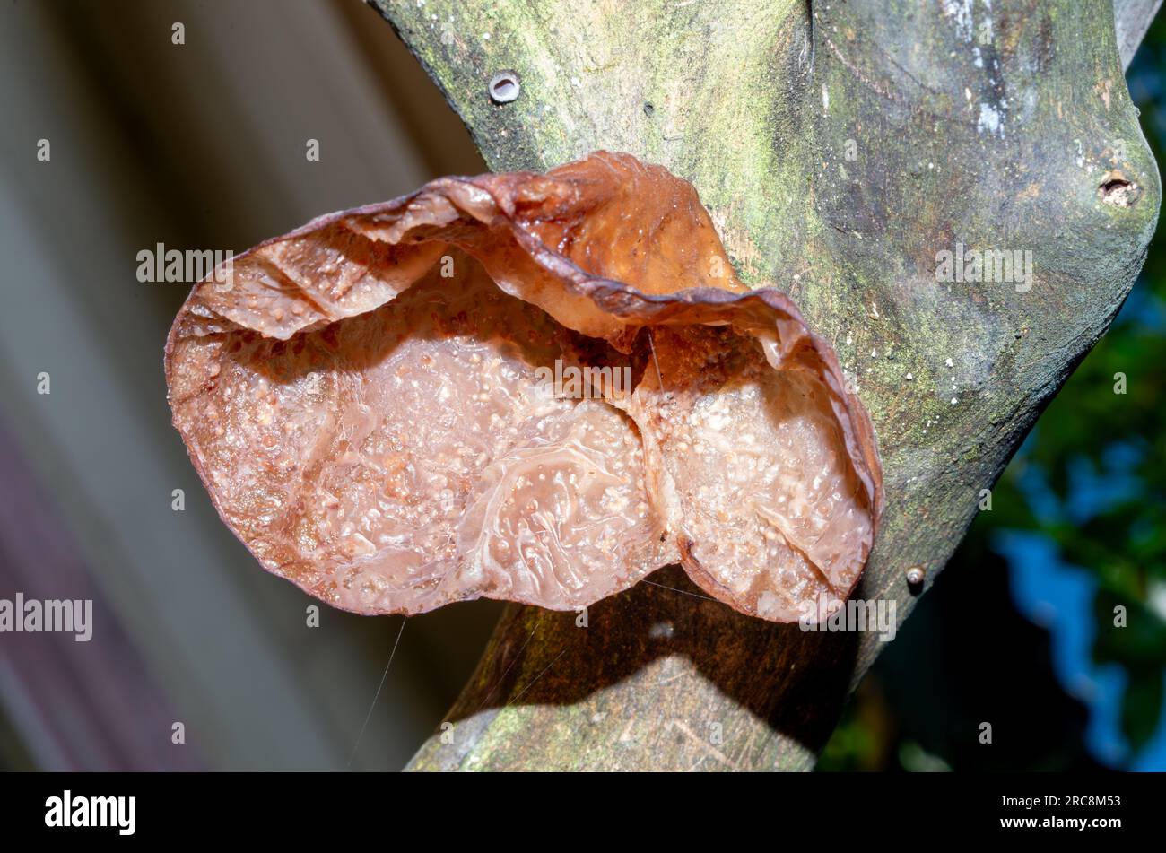 Soft fungi hi-res stock photography and images - Alamy