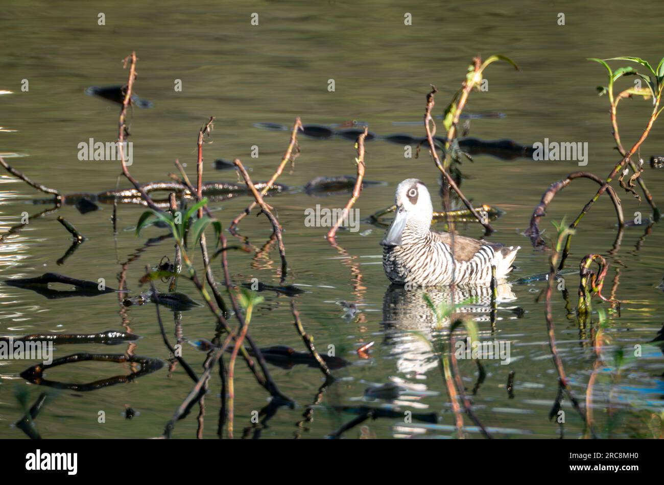 Pink-eared Duck, Malacorhynchus membranaceus, Hasties Swamp, Australia ...