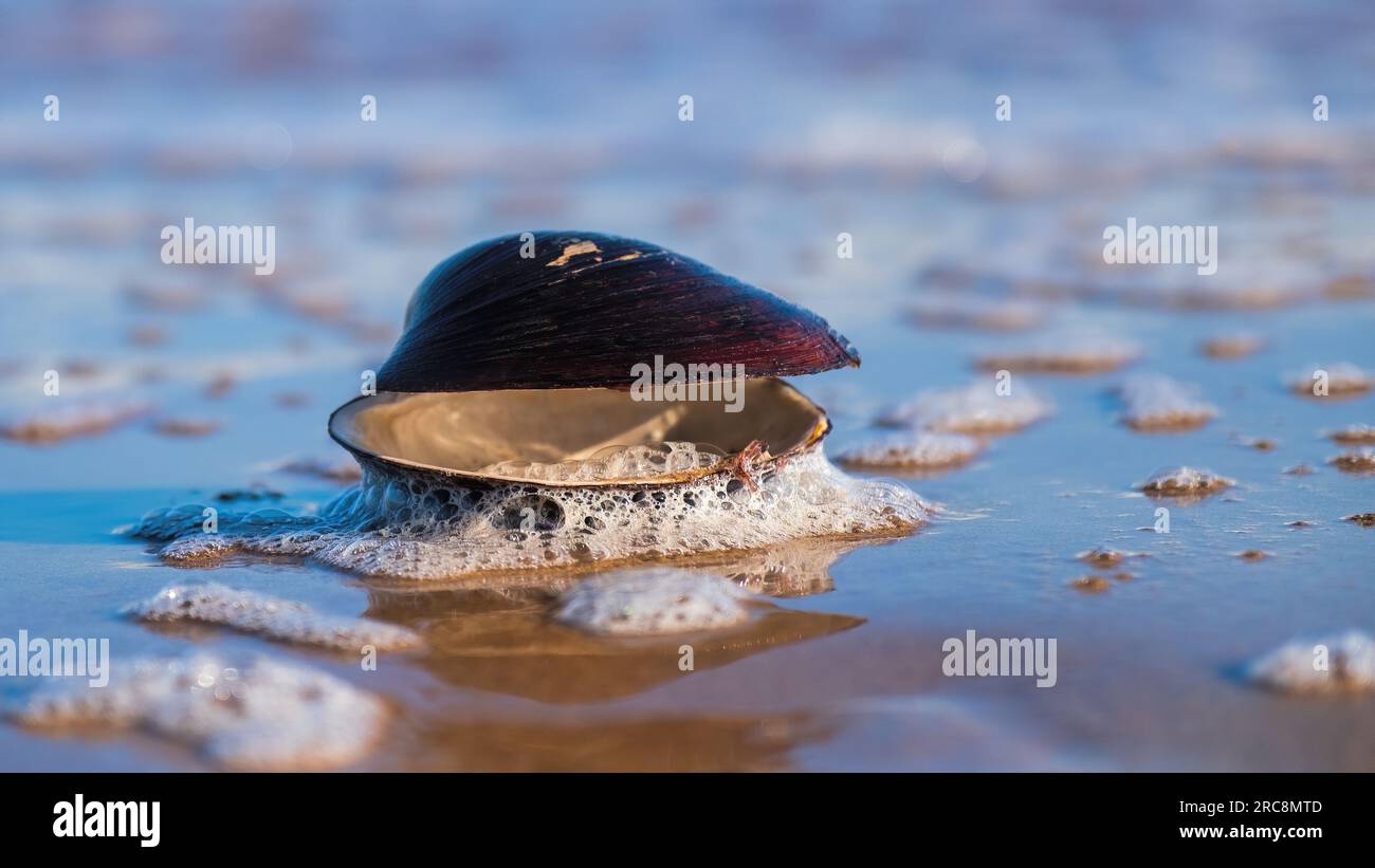 Sea shell on a beach Stock Photo - Alamy