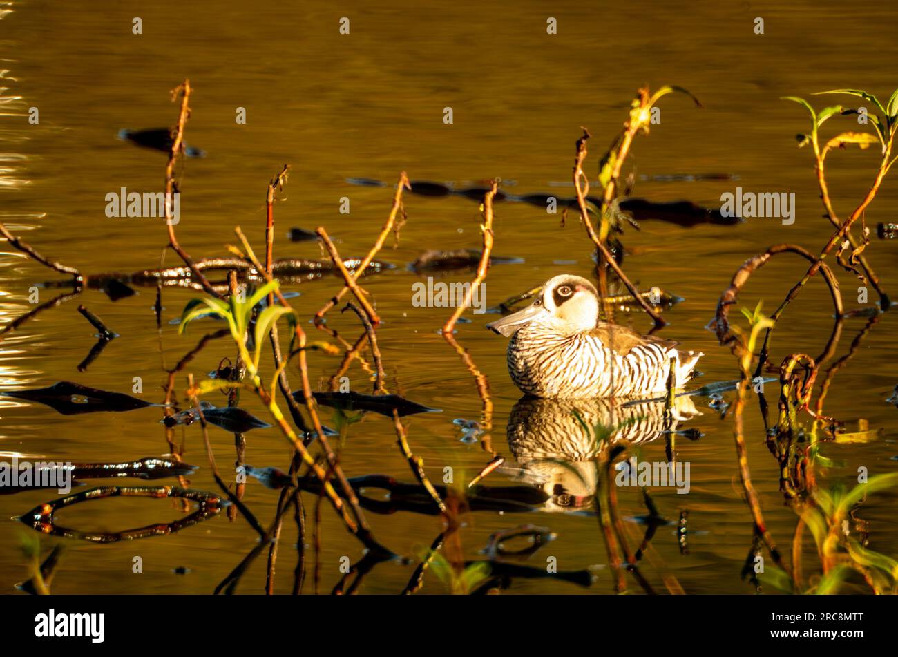 Pink-eared Duck, Malacorhynchus membranaceus, Hasties Swamp, Australia ...