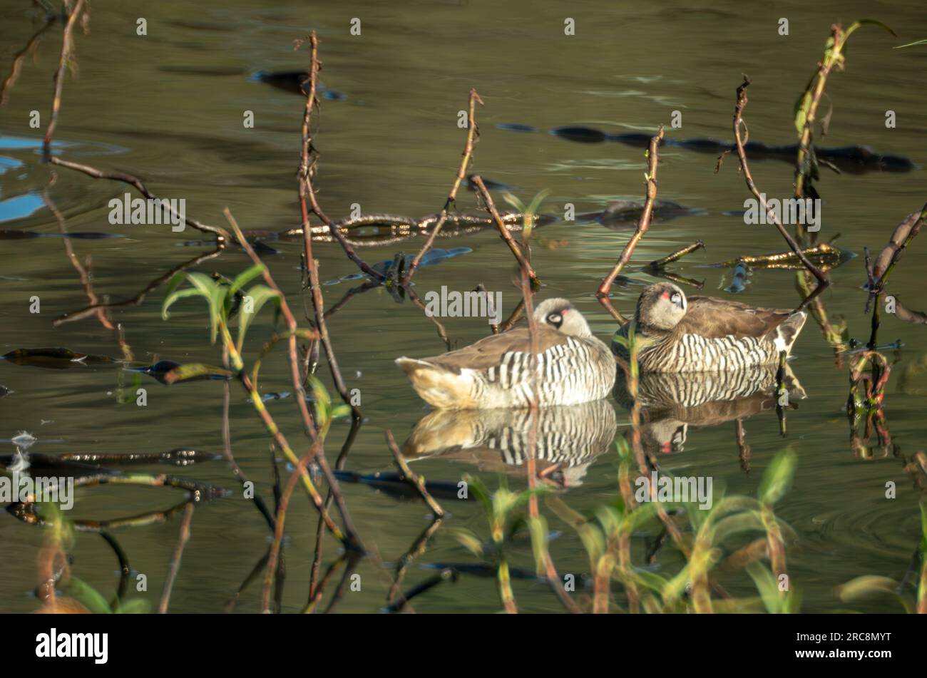 Pink-eared Duck, Malacorhynchus membranaceus, Hasties Swamp, Australia ...
