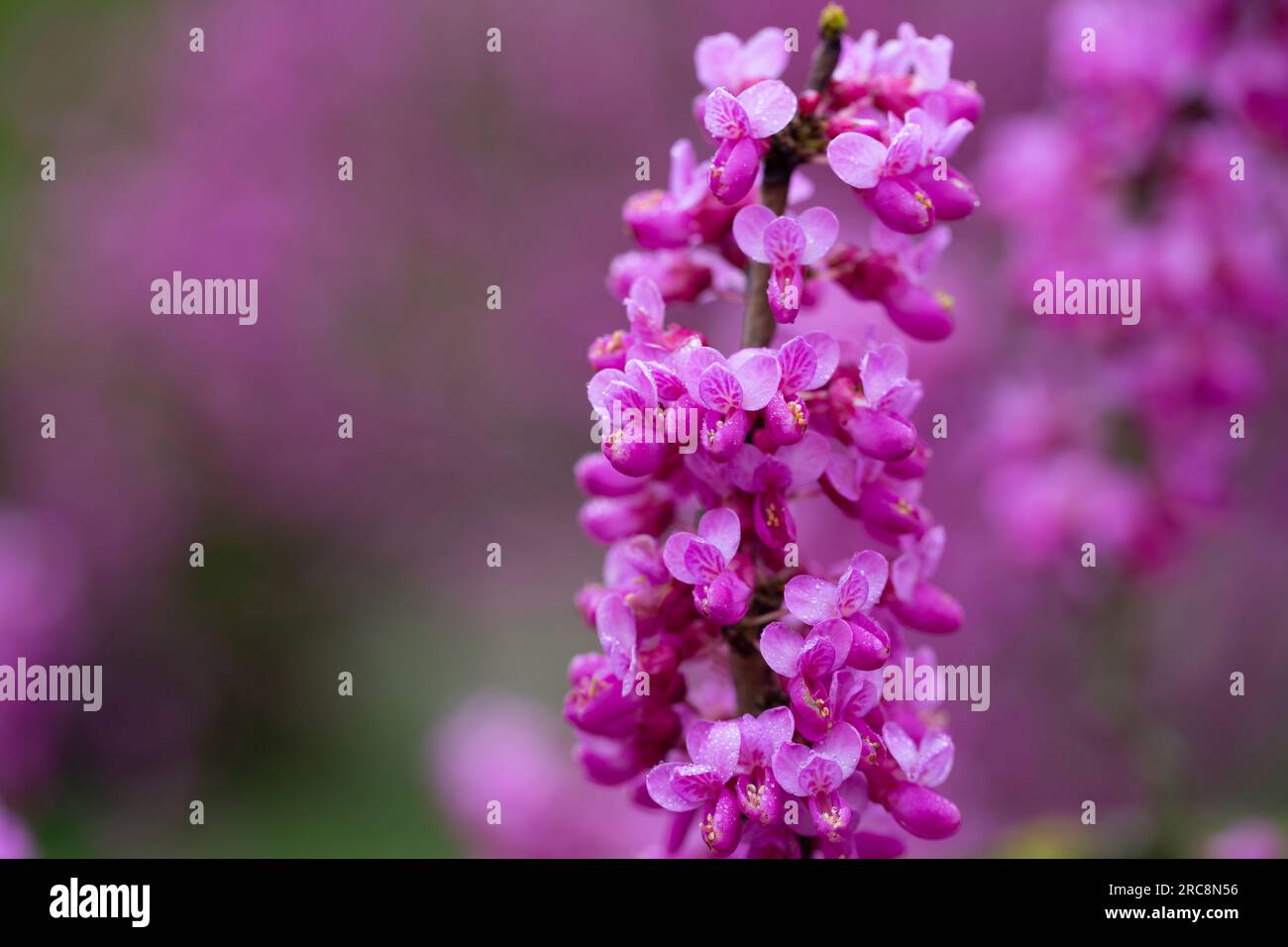 close-up red flowers of the Chinese redbud Cercis chinensis selective ...