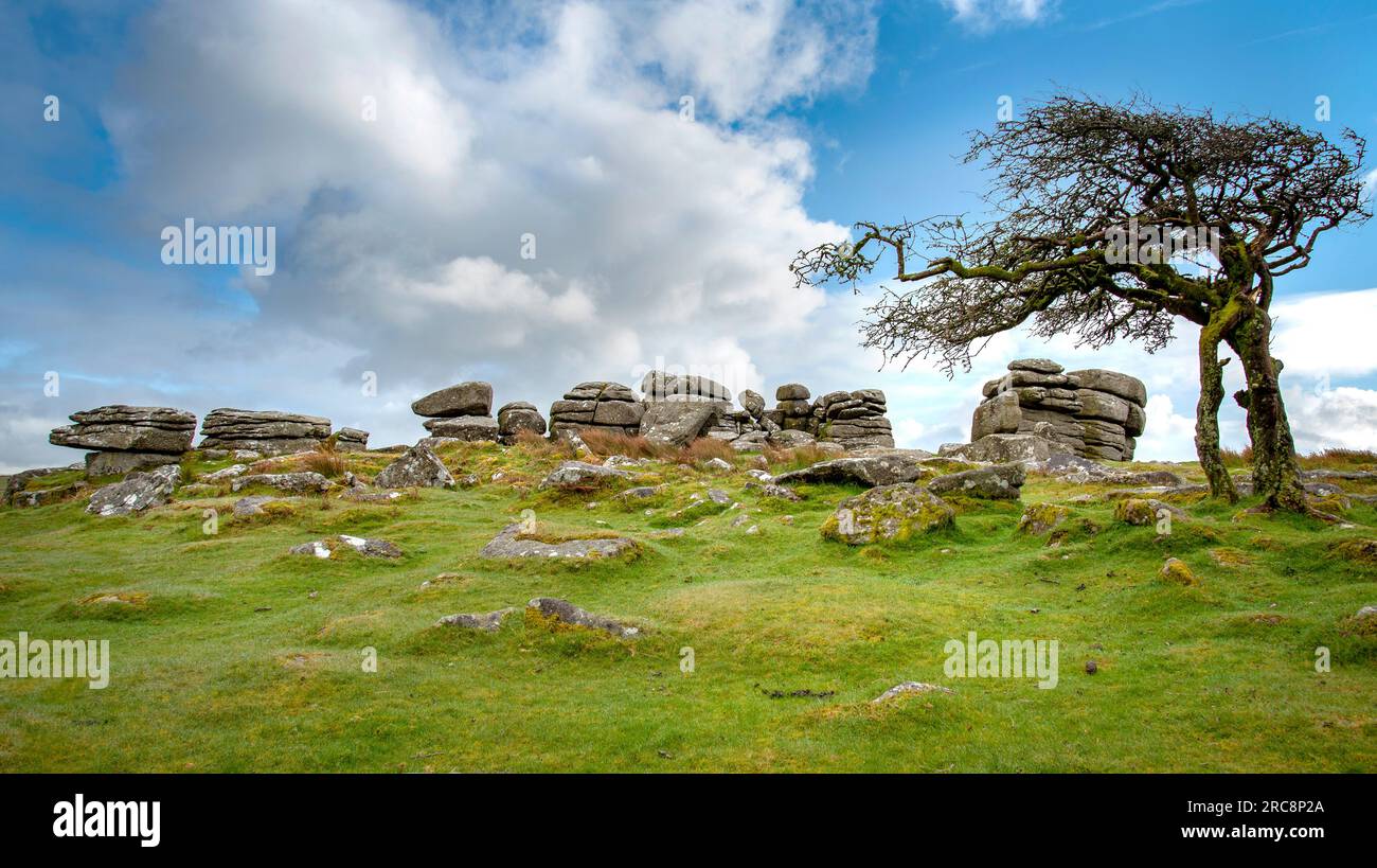 A lone hawthorn tree at the rugged granite outcrop of combestone tor in ...