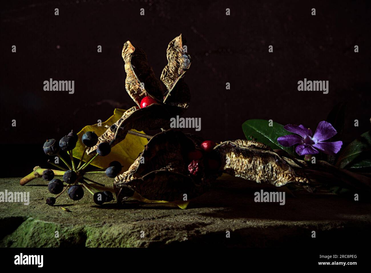 Still life: vintage, dark style Stock Photo - Alamy