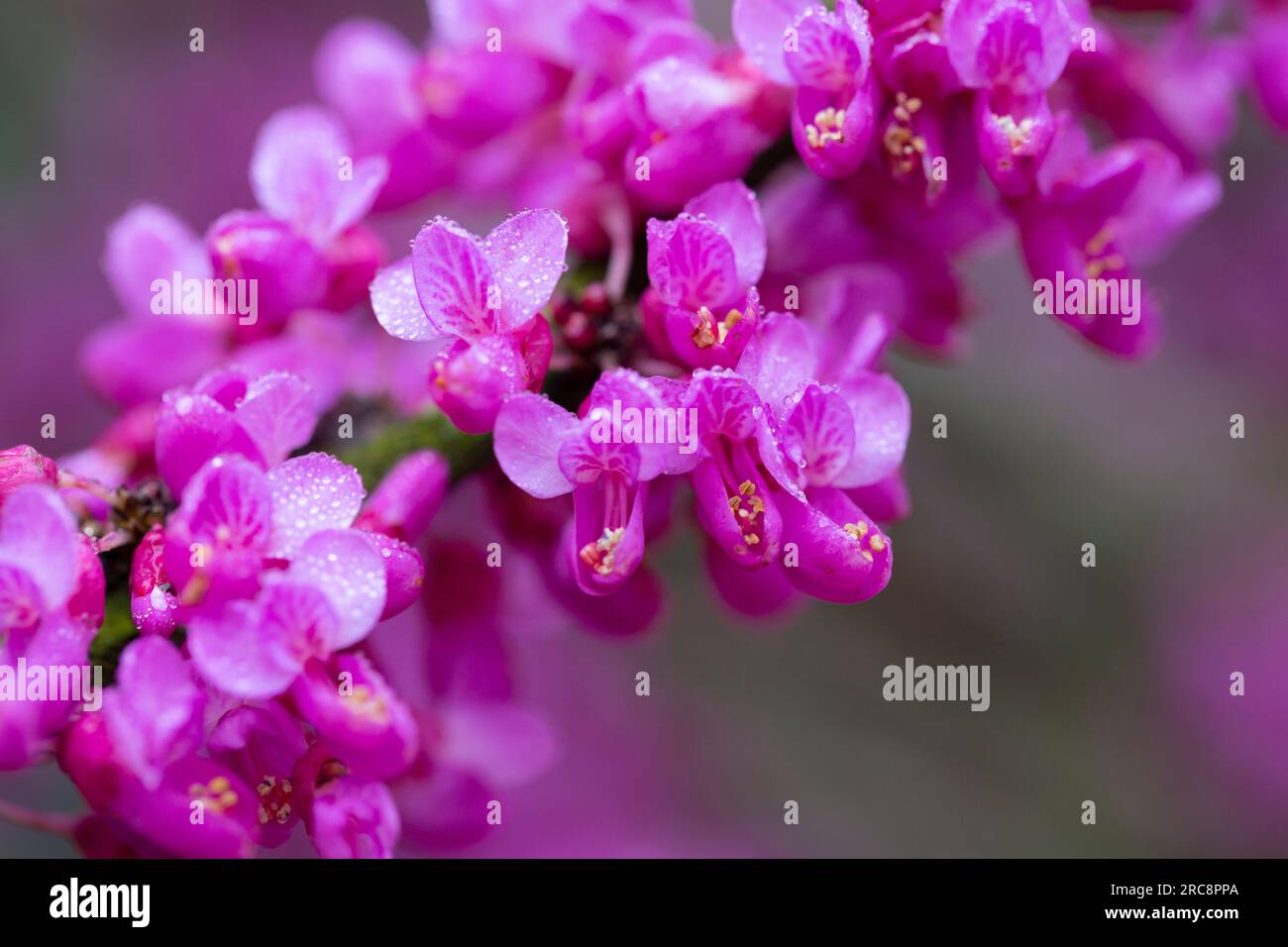close-up red flowers of the Chinese redbud Cercis chinensis selective ...
