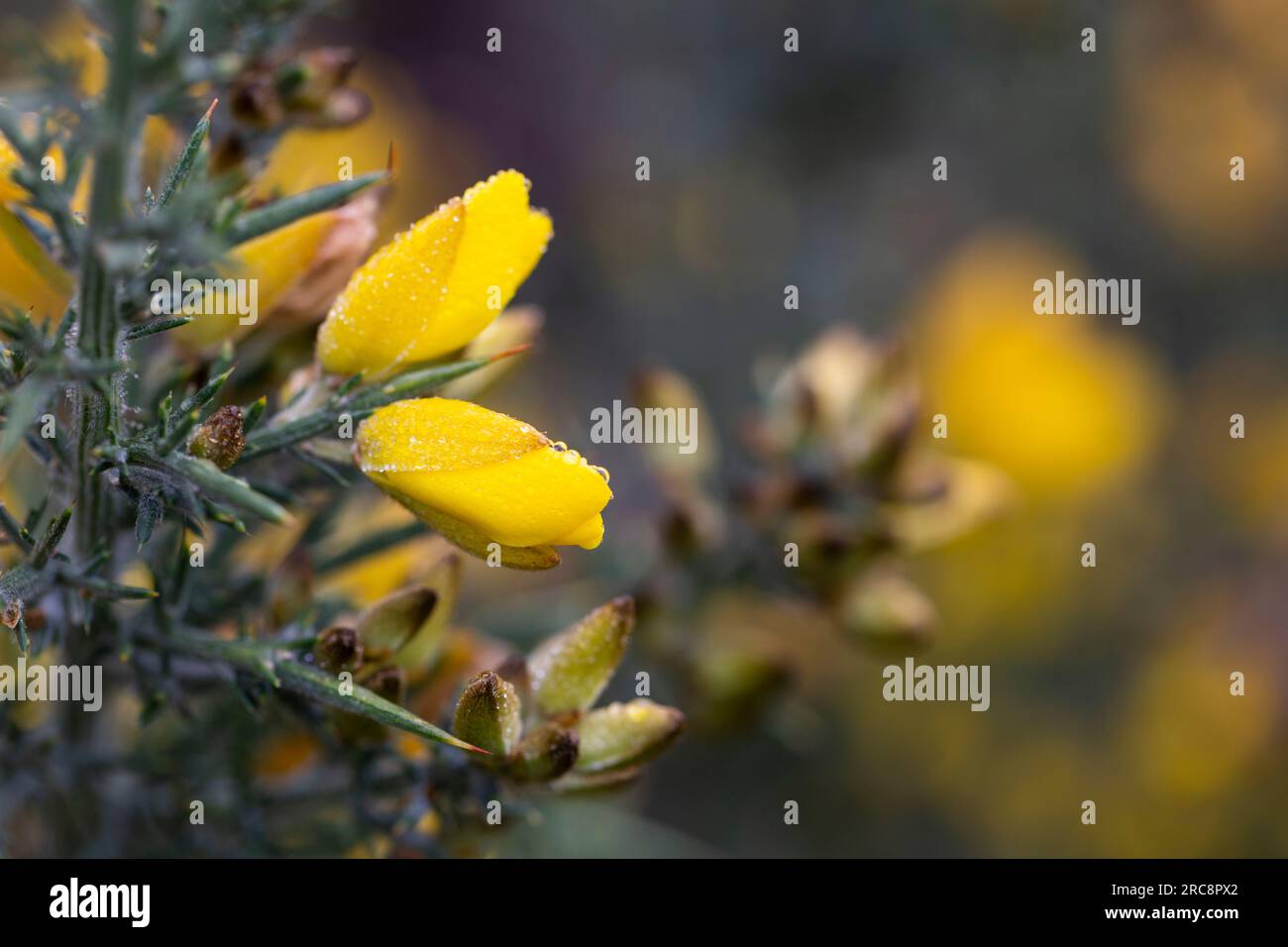 Yellow flowers of Ulex, commonly known as gorse, furze, or whin is ...