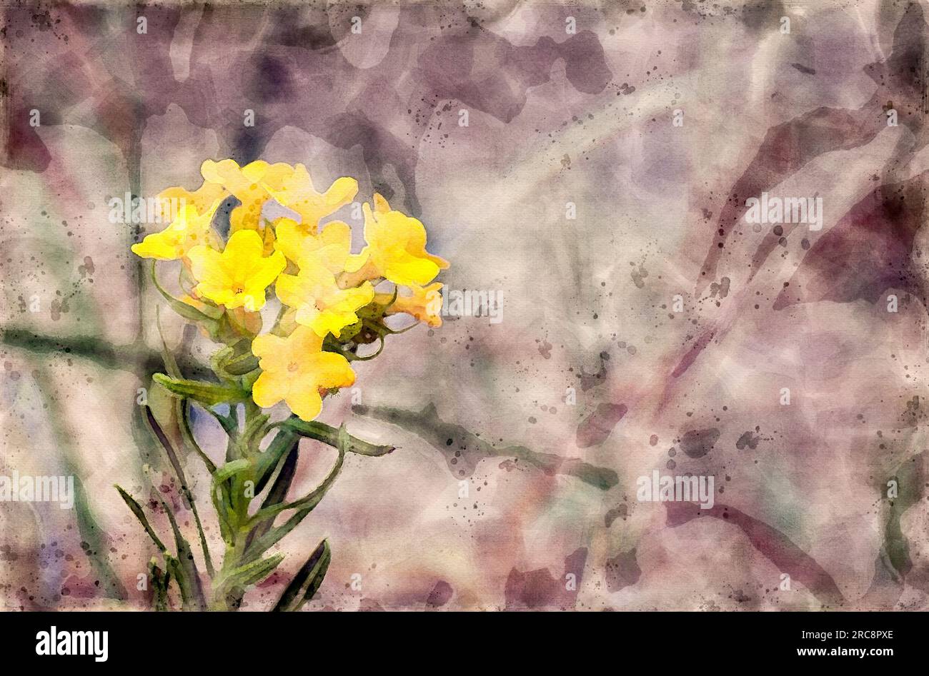 Digitally created watercolor painting of Hoary Puccoon Lithospermum ...
