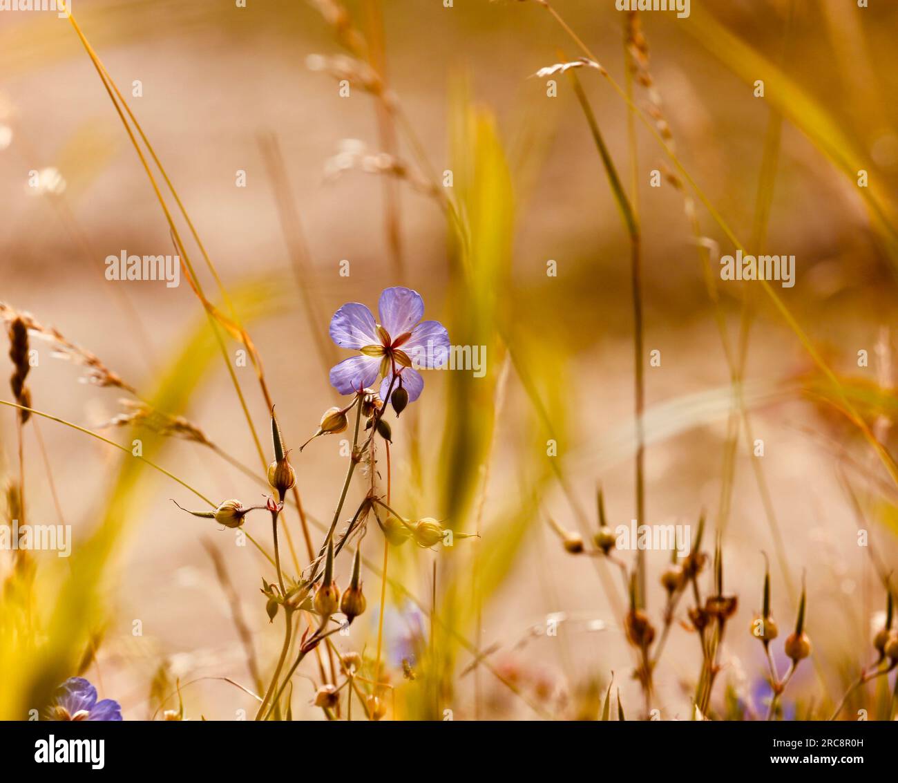 Wild pods hi-res stock photography and images - Alamy