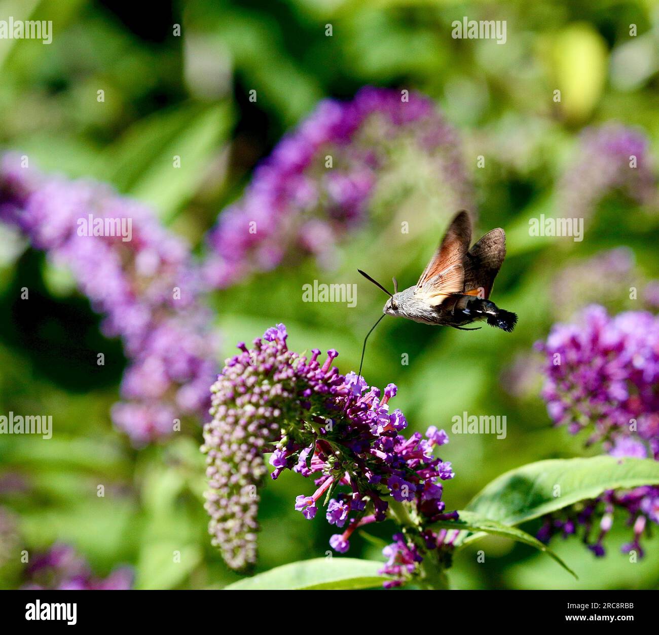 Hummingbird hawk- moth Stock Photo - Alamy