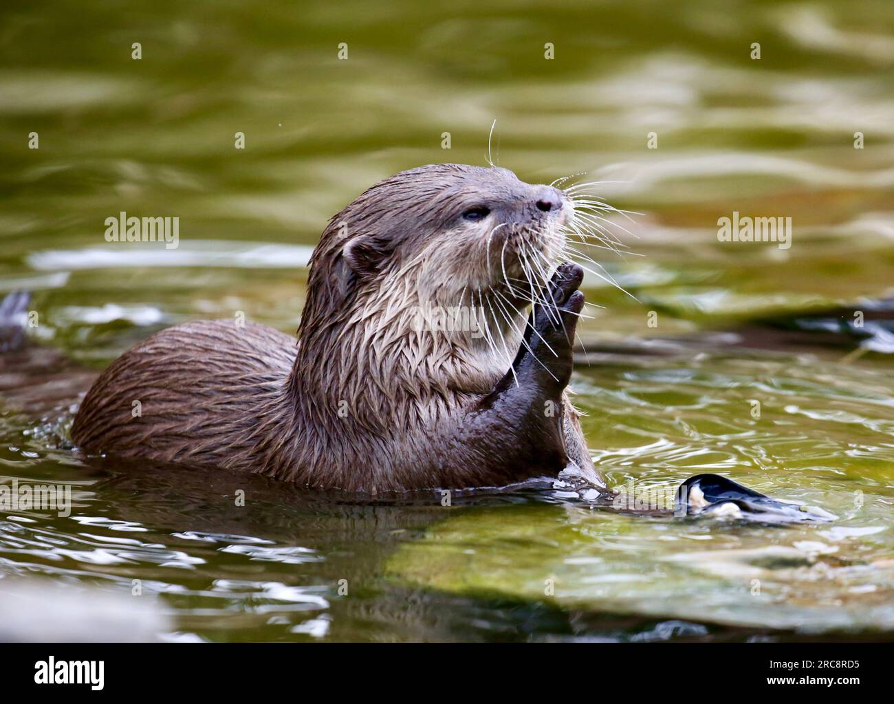 Asian small-clawed otter Stock Photo - Alamy