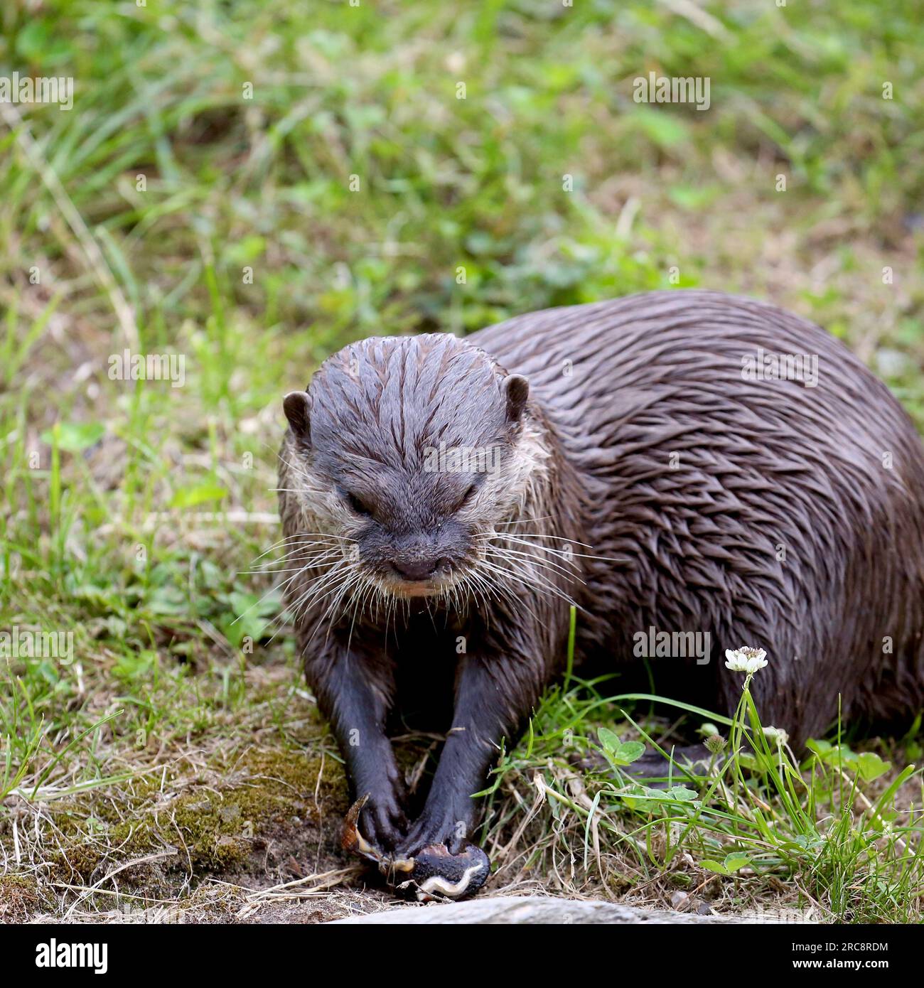 Summer otter hi-res stock photography and images - Alamy