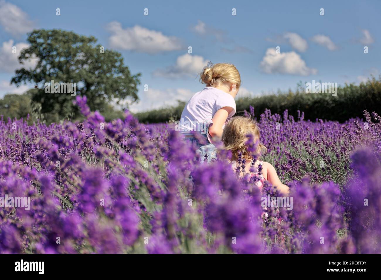 Girl smelling lavender hi-res stock photography and images - Alamy