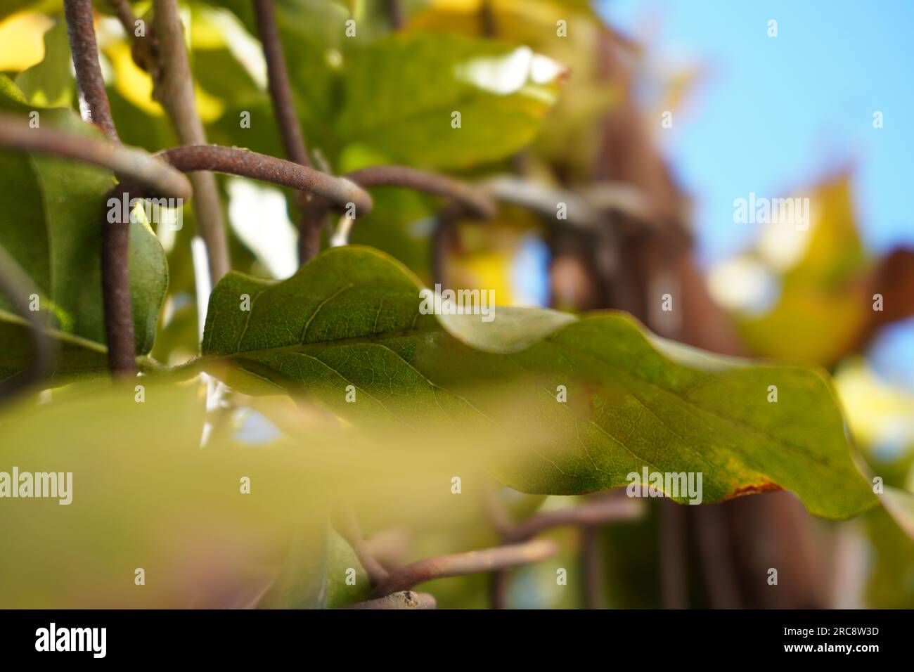 Up close pictures of leaves Stock Photo - Alamy