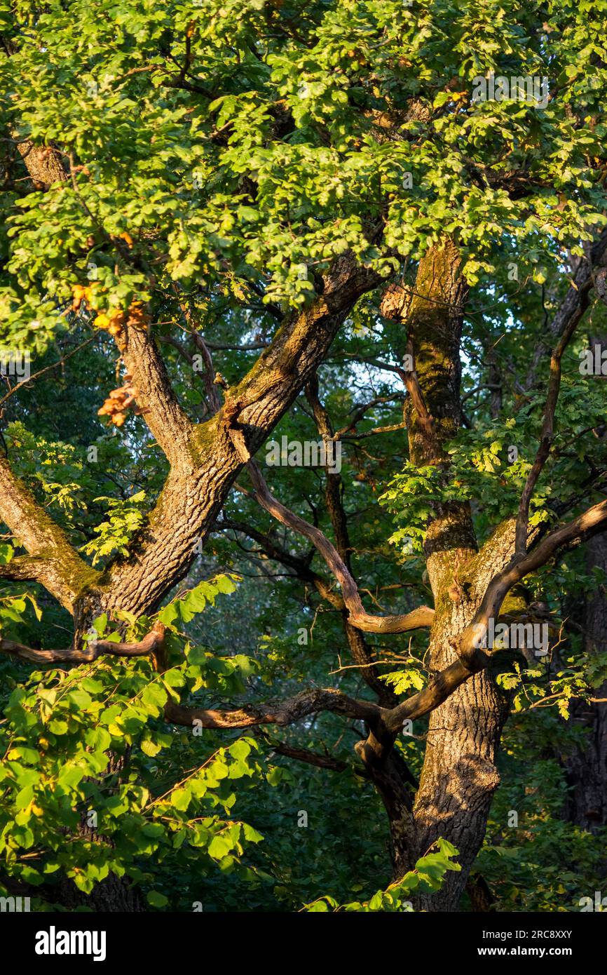 Mighty crown hi-res stock photography and images - Alamy