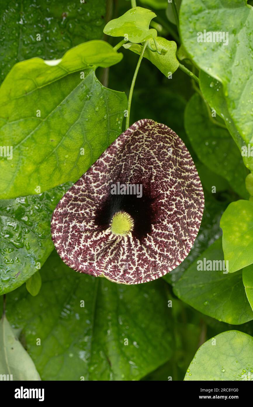 Dutchman's Pipe: Aristolochia elegans Stock Photo - Alamy