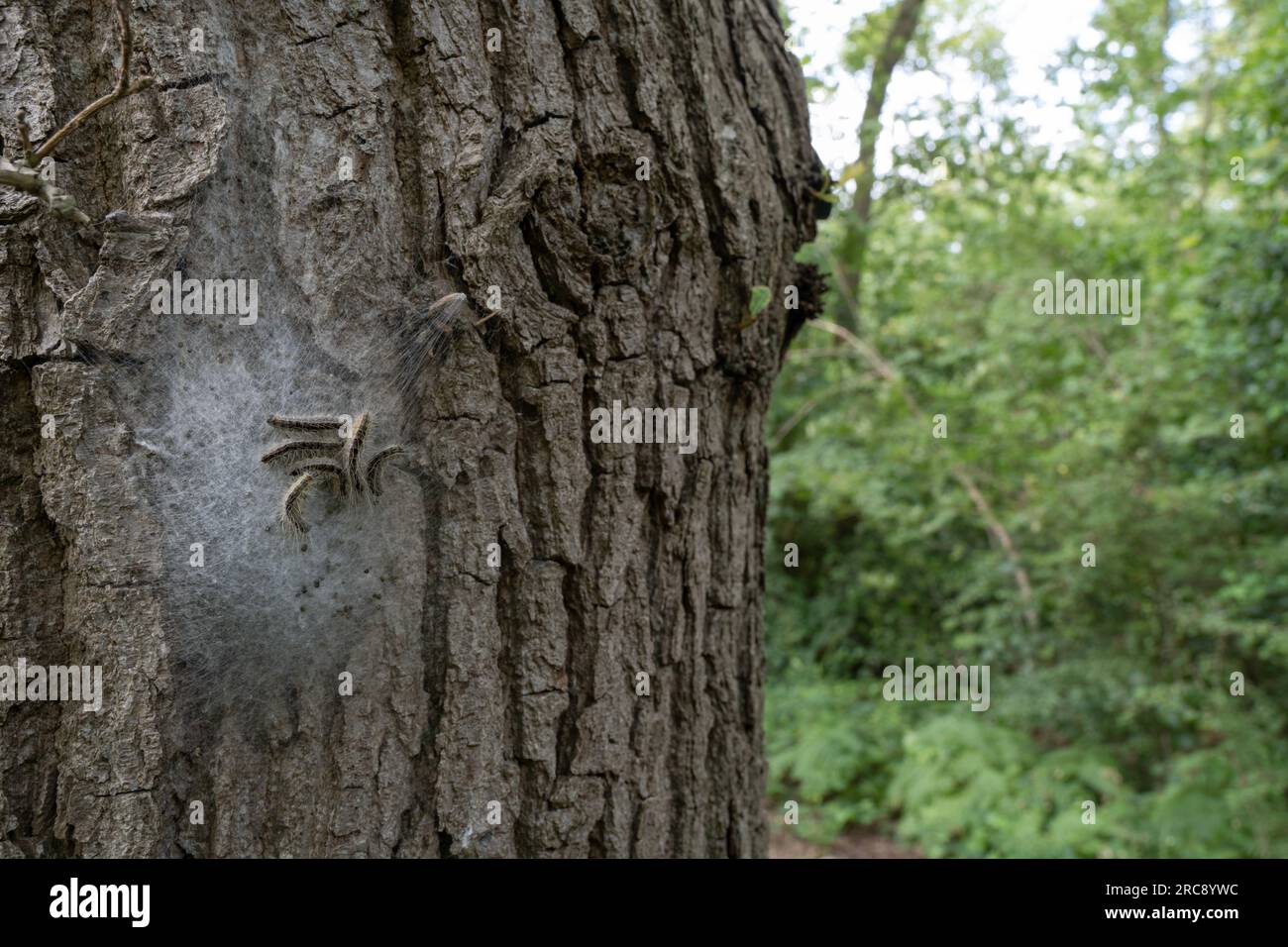 Moth caterpillar oak tree hi-res stock photography and images - Alamy
