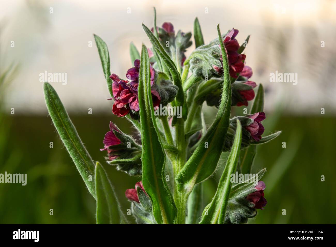 In the wild, Cynoglossum officinale blooms among grasses. A close-up of ...