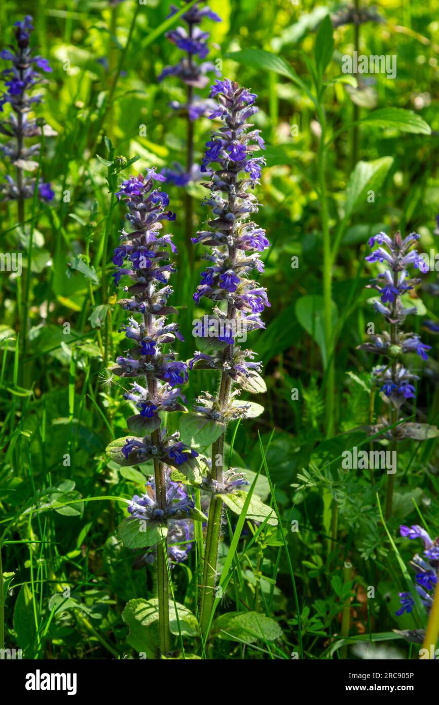 Ajuga reptans bugle medicinal plant hi-res stock photography and images ...