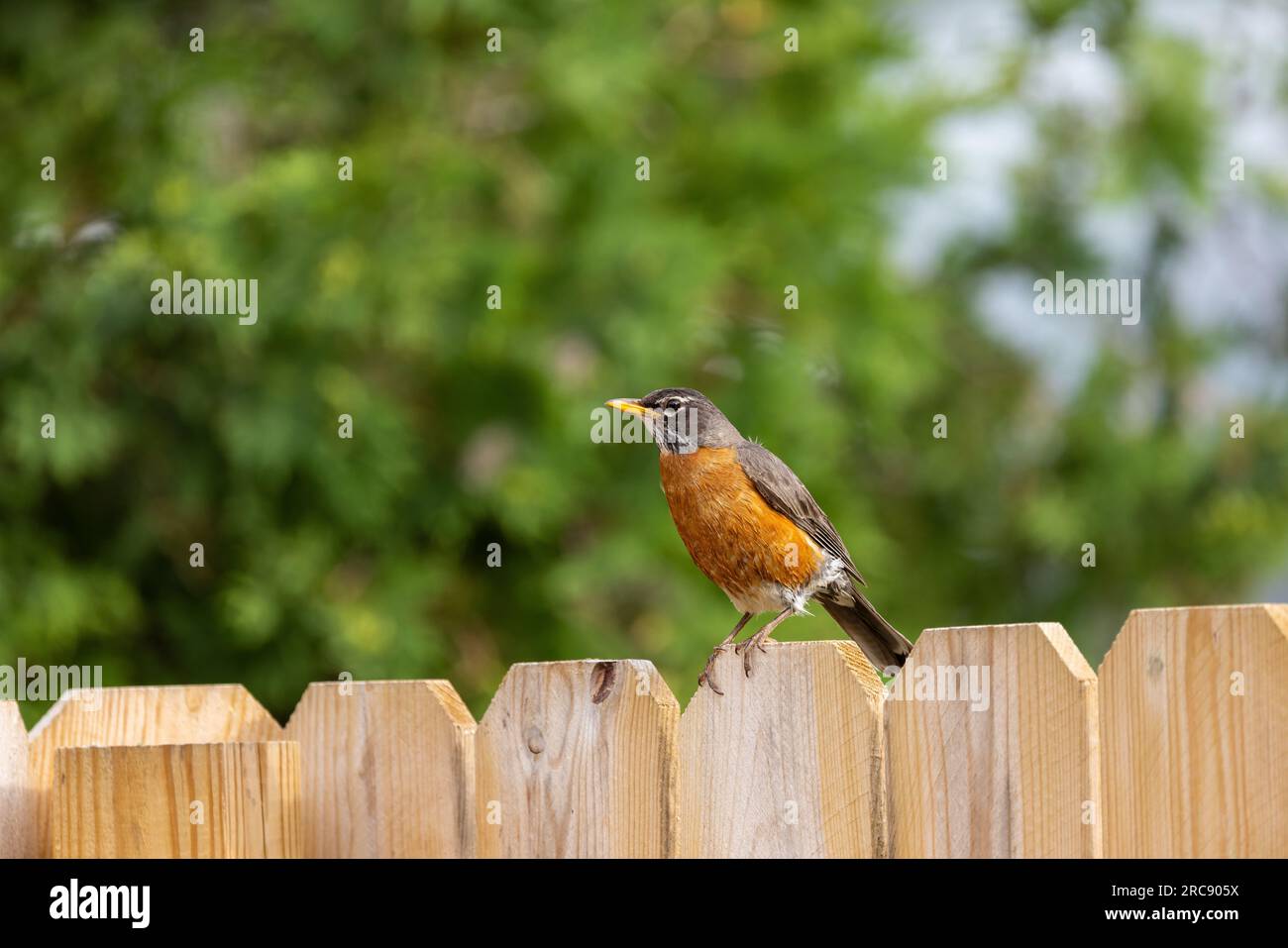 Robin bird sitting on fence hi-res stock photography and images - Alamy