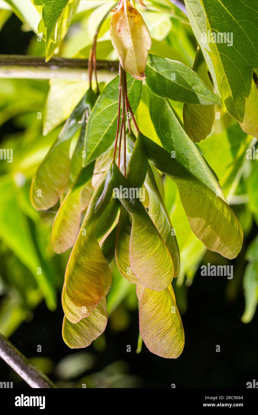 A close-up of the reddish-pink ripening fruits of the maple Stock Photo ...