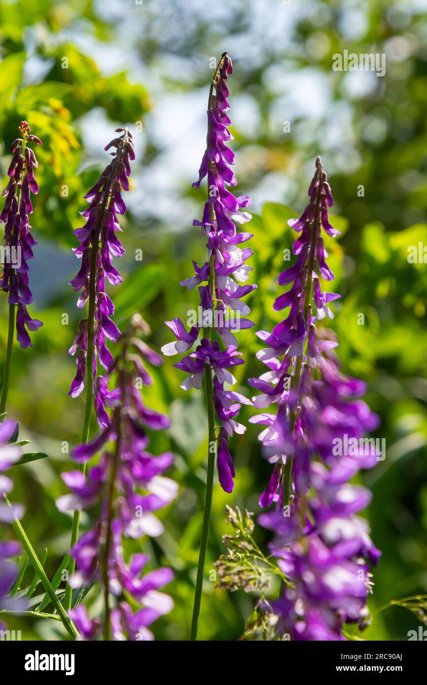 Vetch, vicia cracca valuable honey plant, fodder, and medicinal plant ...
