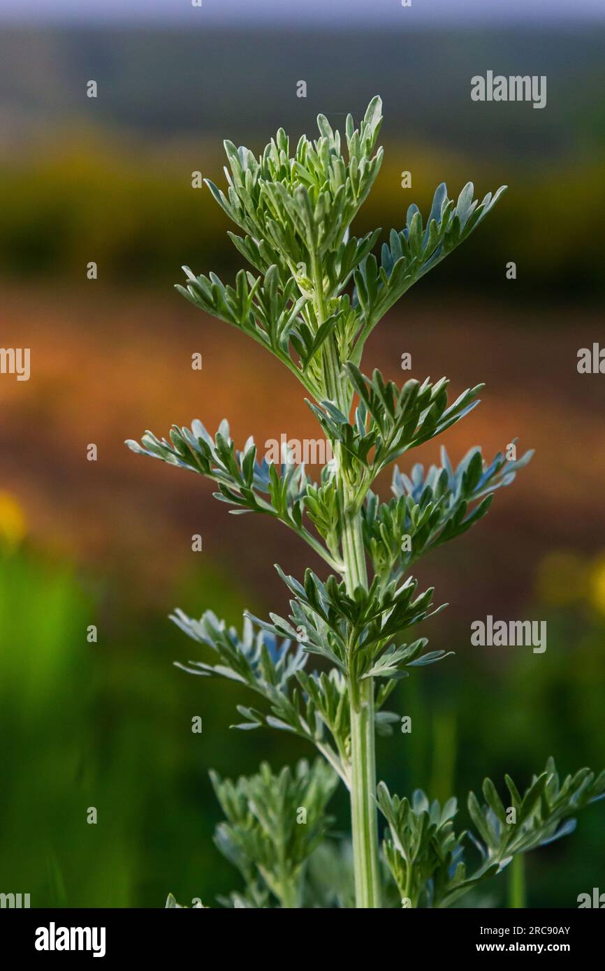 Silver green Wormwood leaves background. Artemisia absinthium, absinthe ...